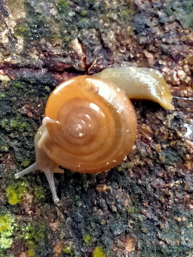Young Snails are Looking for Breakfast after the Heavy Rain Ends Stock ...