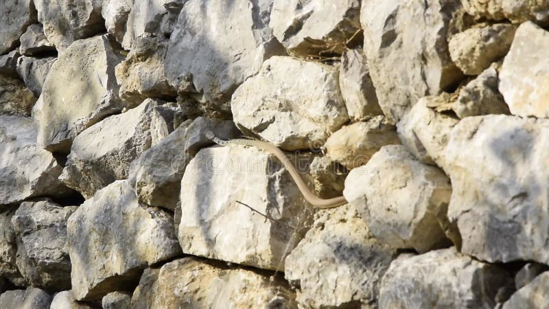 Young Snake Moves in the Stone Wall Stock Video - Video of dangerous ...