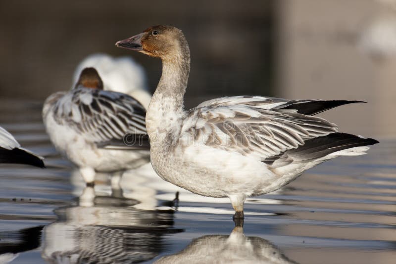 Young snow geese stock image. Image of snow, young, spring - 13050013