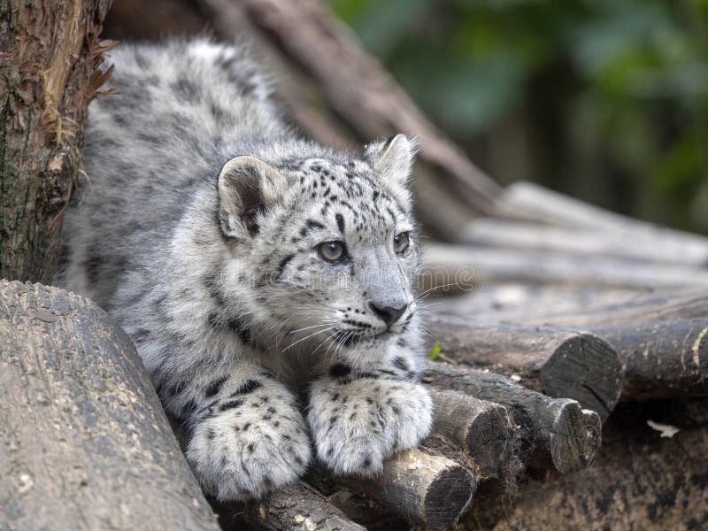 Young Snow Leopard, Uncia Uncia Watching the Surroundings Stock Image ...