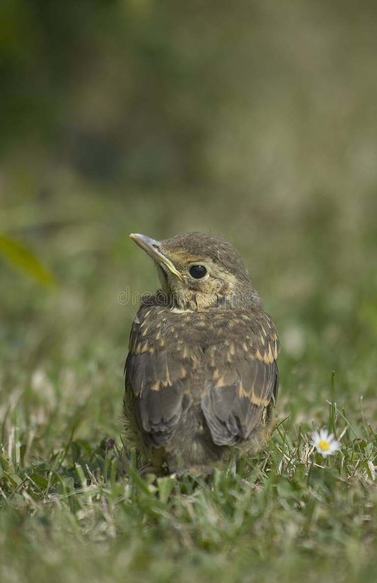 1,762 Baby Thrush Bird Stock Photos - Free & Royalty-Free Stock Photos ...