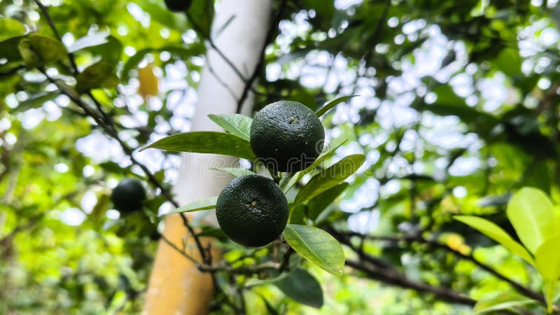 Young Sour Tiny Traditional Oranges Stock Image - Image of oranges ...