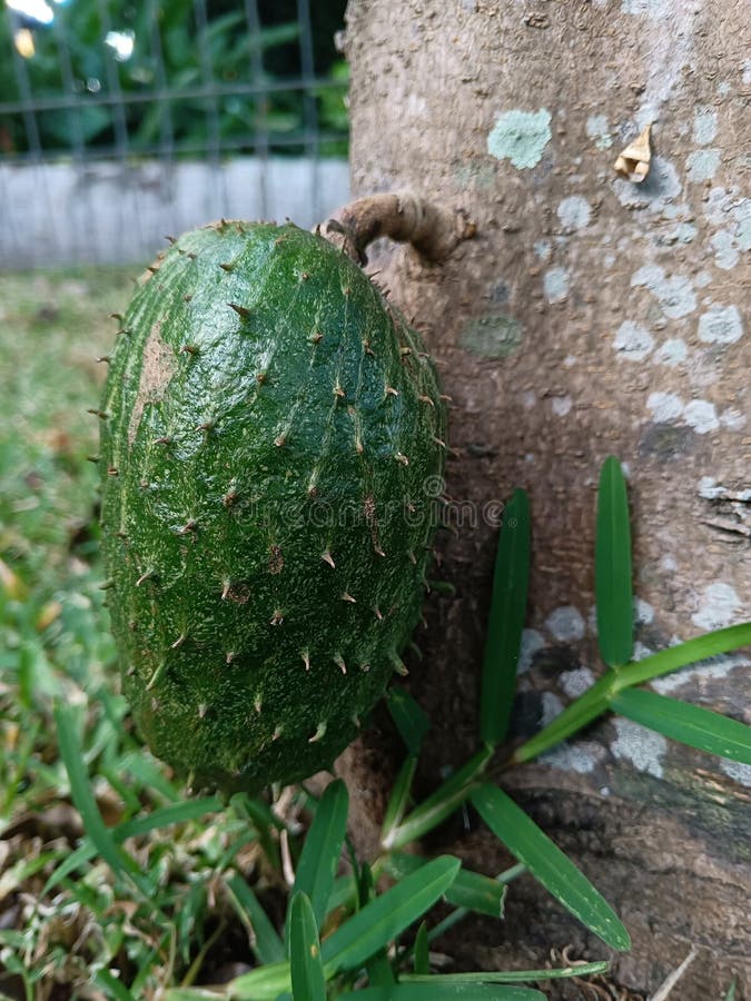 Young Soursop Fruit is so Fresh Stock Image - Image of fruit, soursop ...