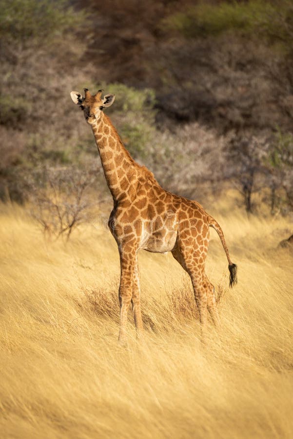 Young Southern Giraffe Stands in Tall Grass Stock Image - Image of ...