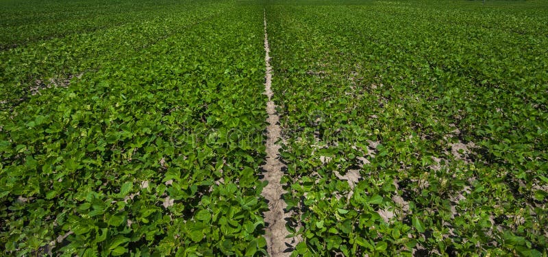 Young Soybean Plants Agricultural Field Stock Photo - Image of organic ...