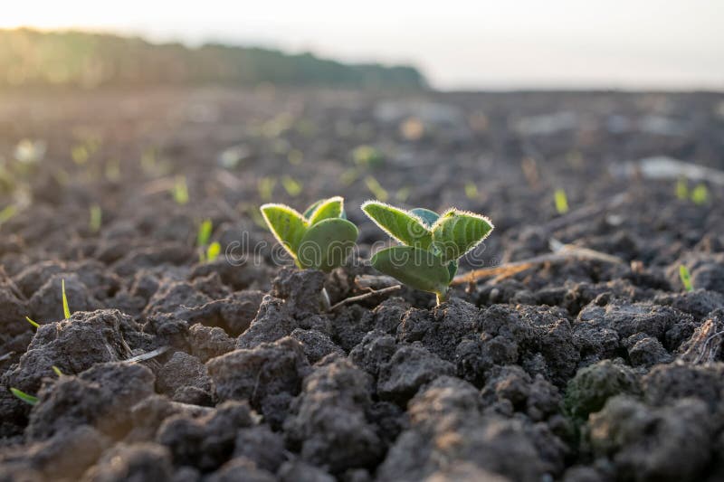Young Soybean Plants in the Field. Selective Focus. Stock Image - Image ...