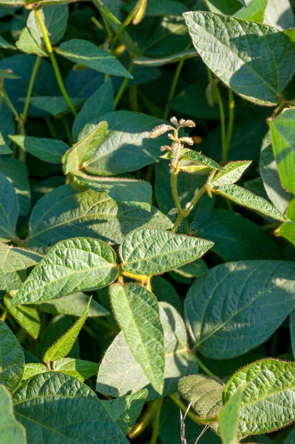 Young Soybean Plants with Flowers on Cultivated Field Stock Image ...