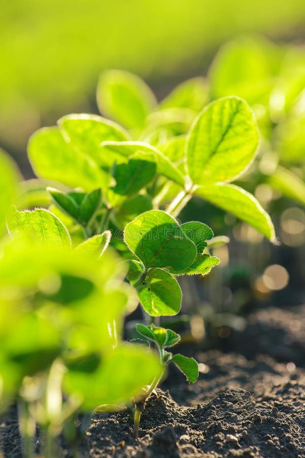 Young Soybean Plants Growing in Cultivated Field Stock Image - Image of ...