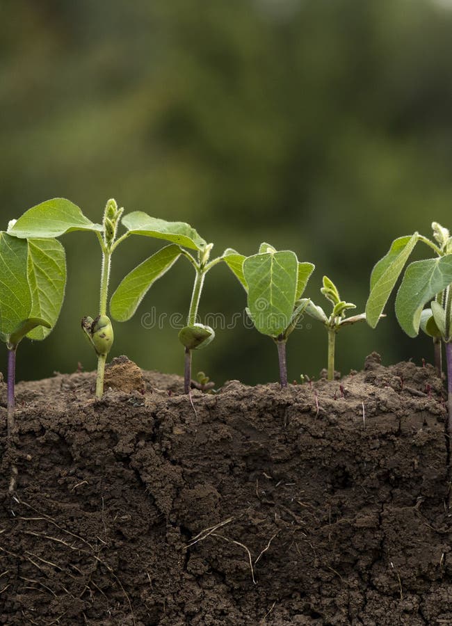 Young Soybean Plants with Roots in the Soil Stock Photo - Image of ...