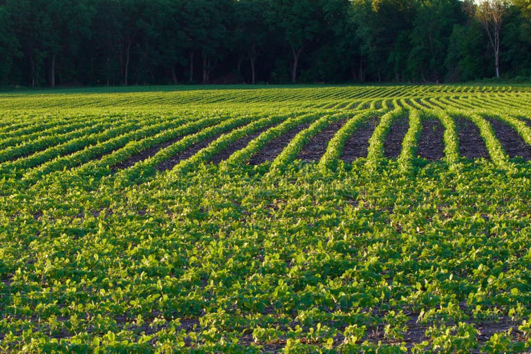 397 Young Soybeans Growing Rows Farm Agriculture Field Stock Photos ...