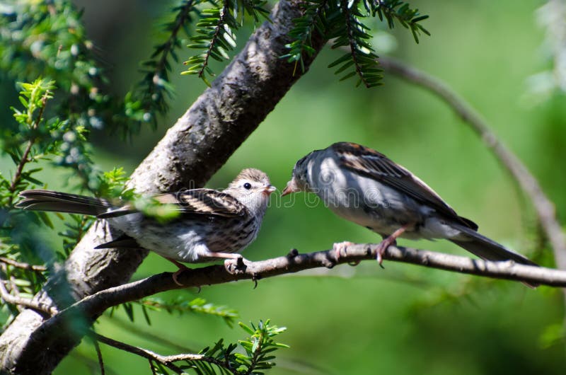 Young Sparrow Being Fed by Its Parent Stock Image - Image of resting ...