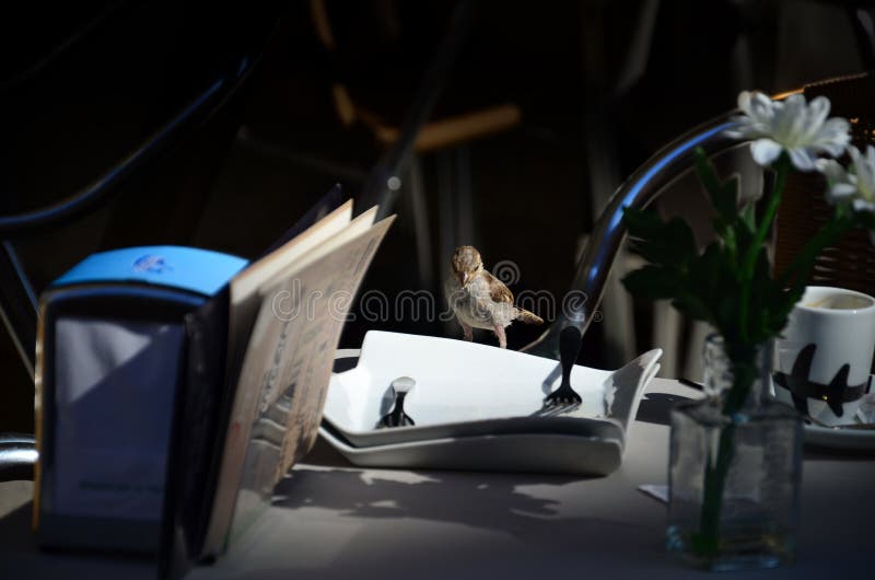 Waiting for the menu stock photo. Image of landed, front - 100511476