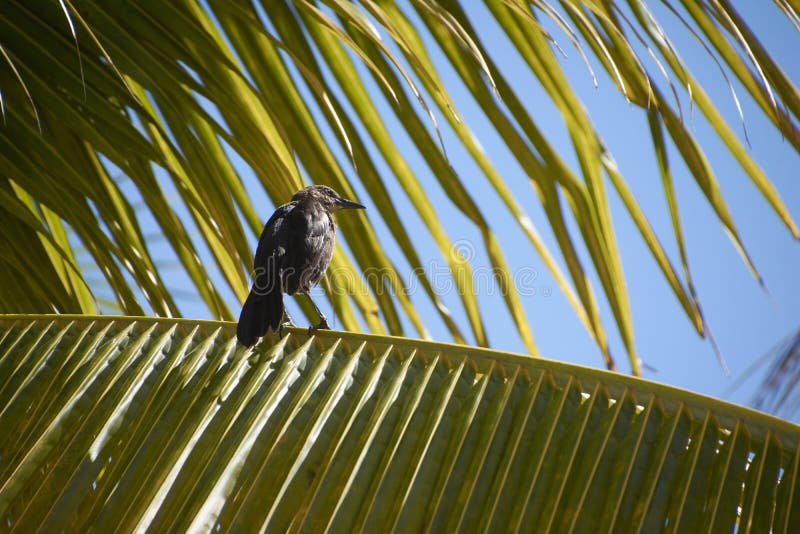 The crow in the palm leaf stock image. Image of crow - 132597617