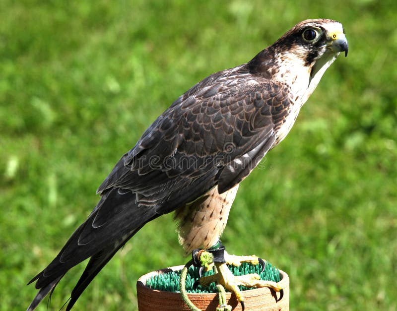 Young Peregrine Falcon Stock Photos - Download 741 Royalty Free Photos
