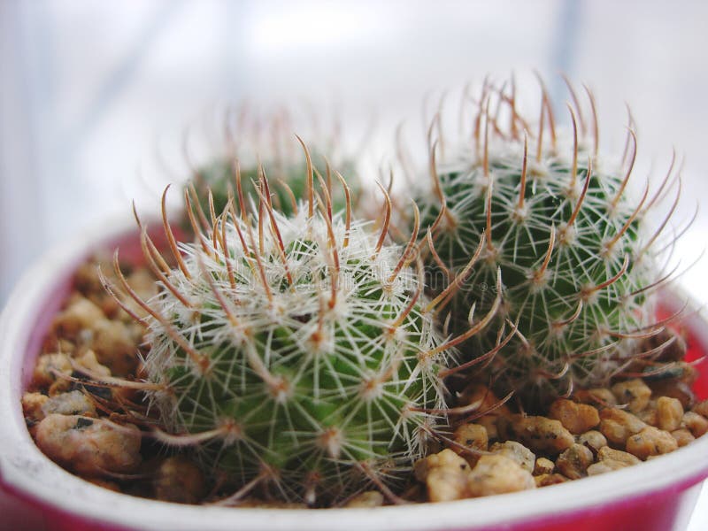 Young Specimens of Cactus Stenocactus Phyllacanthus Var. Violaciflorus ...