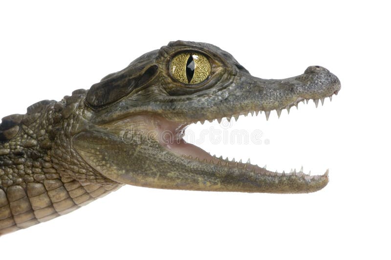 Young Spectacled Caiman stock image. Image of dangerous - 2313655