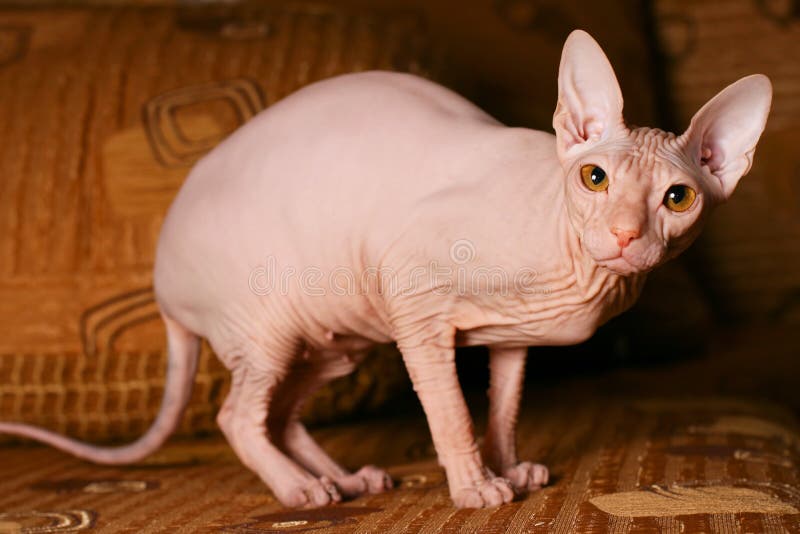 Young sphinx kitten stock photo. Image of domestic, purr - 6419900