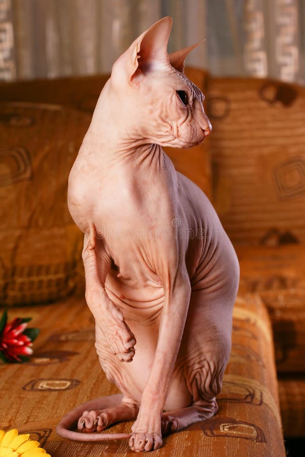 Young sphinx kitten stock photo. Image of domestic, purr - 6419900
