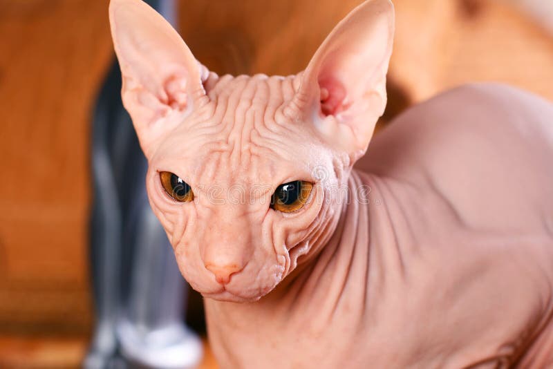 Young sphinx kitten stock photo. Image of domestic, purr - 6419900