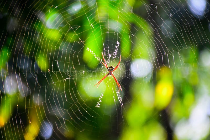 Spider stock image. Image of great, super, young, spider - 177880247