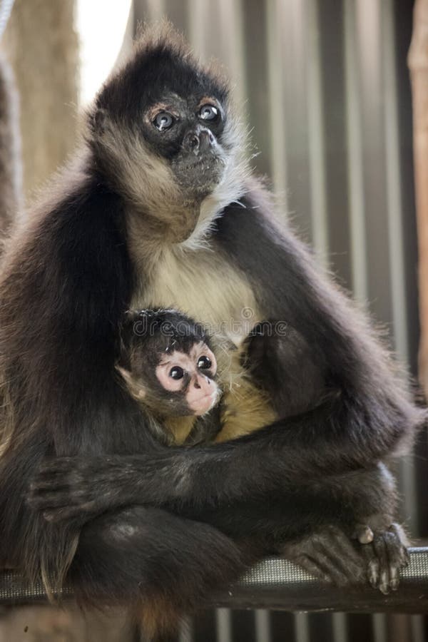 The Spider Monkey is Cuddling Her Baby Stock Photo - Image of brown ...