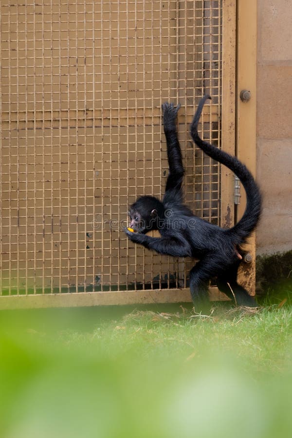 Young Spider Monkey by the Gate Stock Photo - Image of spider, natural ...