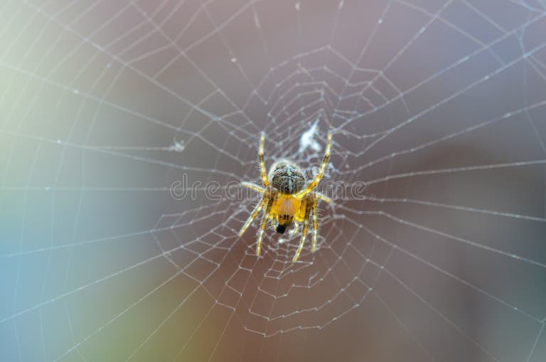 Cross Hairs Transparent Background Stock Photos - Free & Royalty-Free ...