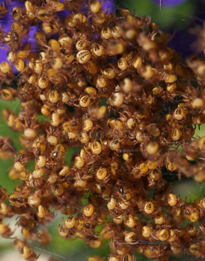 Young Spiders stock photo. Image of legs, predators, babies - 42637616