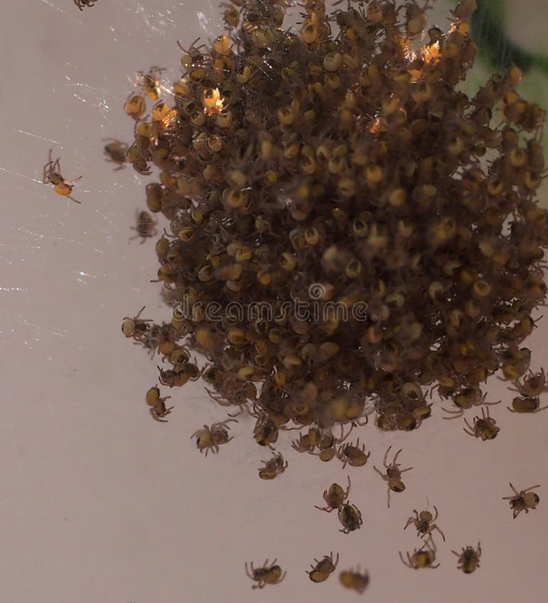 Young Spiders stock photo. Image of young, spin, predators - 42637618