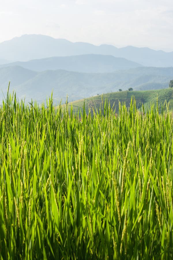 Young Spike Ear of Jasmine Rice Growing in Plantation Paddy Green Field ...