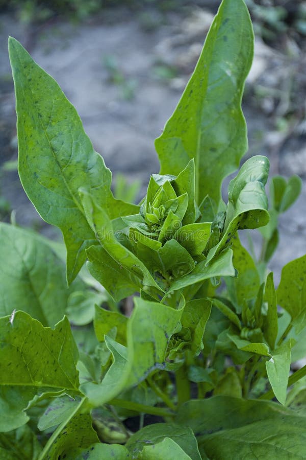 Young Spinach in the Garden Stock Photo - Image of heap, leaf: 153403346