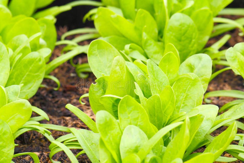 Young spinach grows stock photo. Image of grow, garden - 35006002