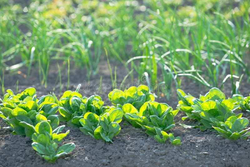 Spinach in a Vegetable Garden Stock Image - Image of veggies, grow ...