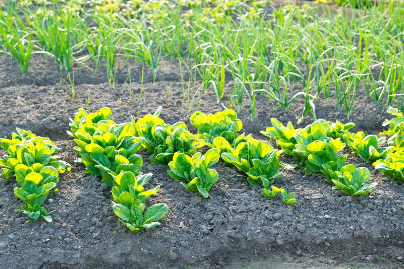 Spinach Plants on a Vegetable Garden Patch Stock Image - Image of ...