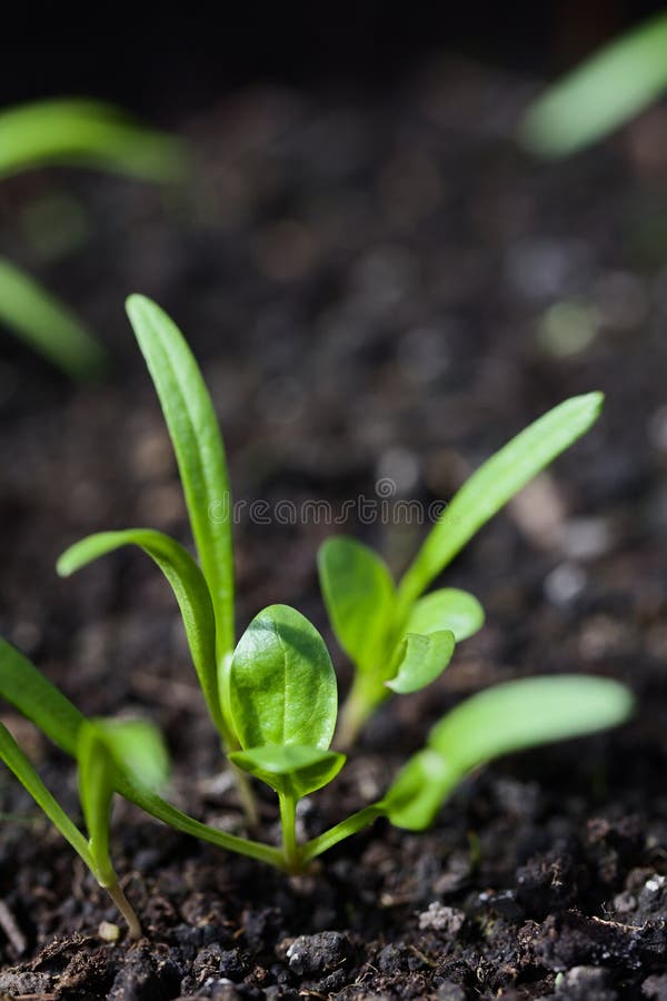 Young Spinach Seedlings or Sprouts Stock Image - Image of plant ...