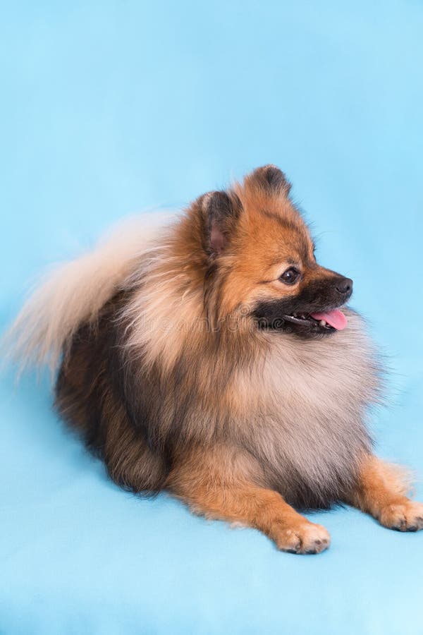 Young Spitz Posing on Camera, on Blue Background Stock Image - Image of ...