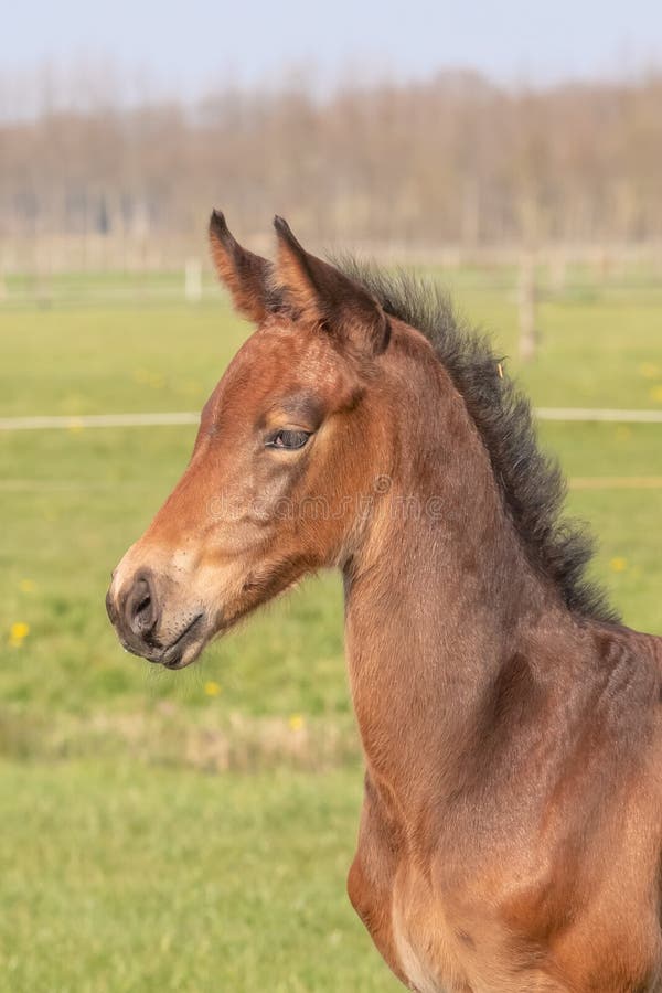 A Young Sport Foal Standing Free on a Spring Meadow Stock Image - Image ...
