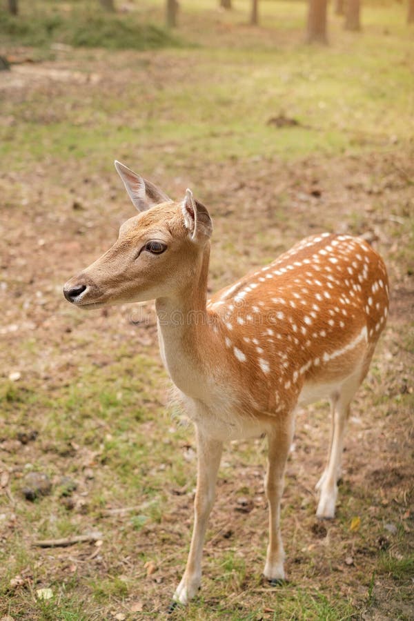 Young Spotted Deer in the Forest Thicket Close-up. Stock Photo - Image ...