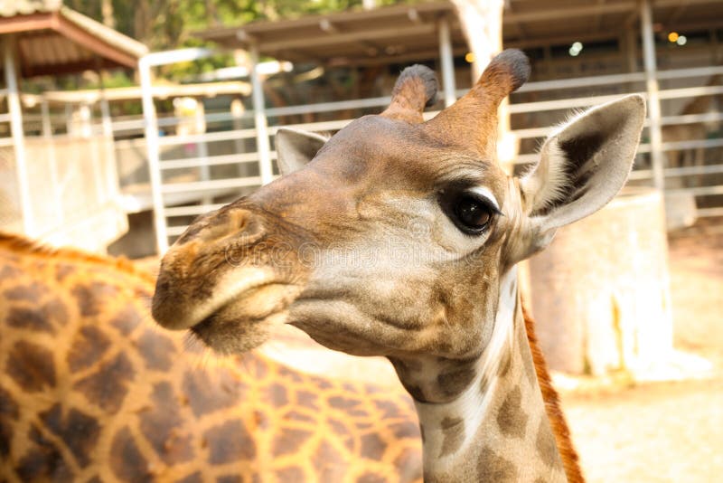 Young Spotted Giraffe Outdoors Stock Image - Image of africa, savanna ...