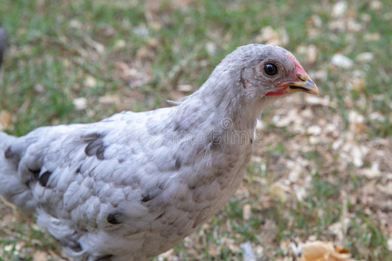 Young spotted pet chicken stock image. Image of backyard - 147069999