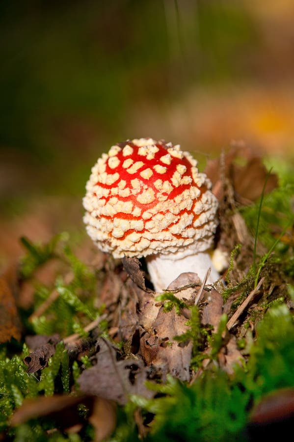 Young spotted toadstool stock image. Image of amanita - 17268025