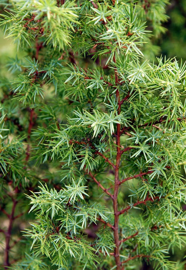 Young Sprig of the Common Juniper Stock Image - Image of food ...