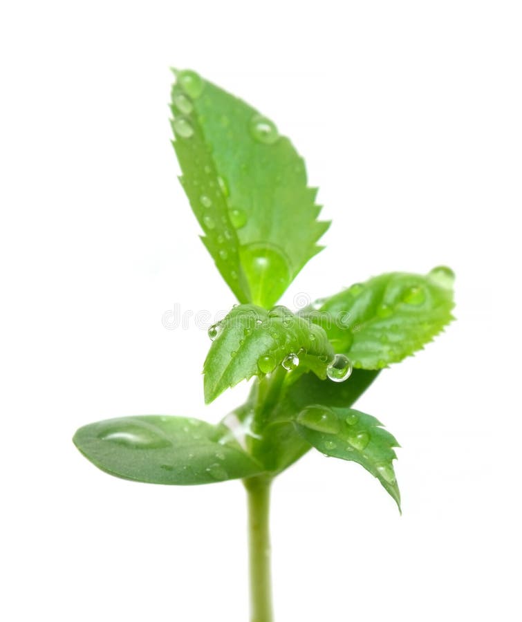 Young apple tree sprout stock image. Image of ecology - 215680061