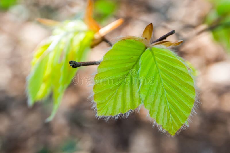 Young spring beech leafs stock photo. Image of plant - 53084208