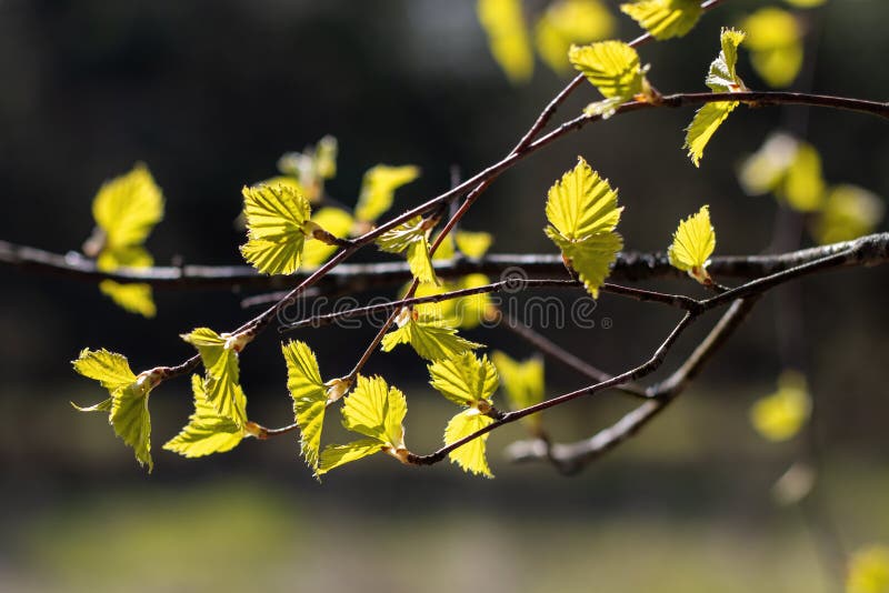 Young Spring Birch Leaves. Spring Background with Birch Leaves Stock ...