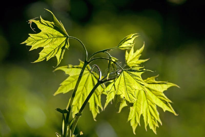 Young branch of the maple stock photo. Image of natural - 111413410