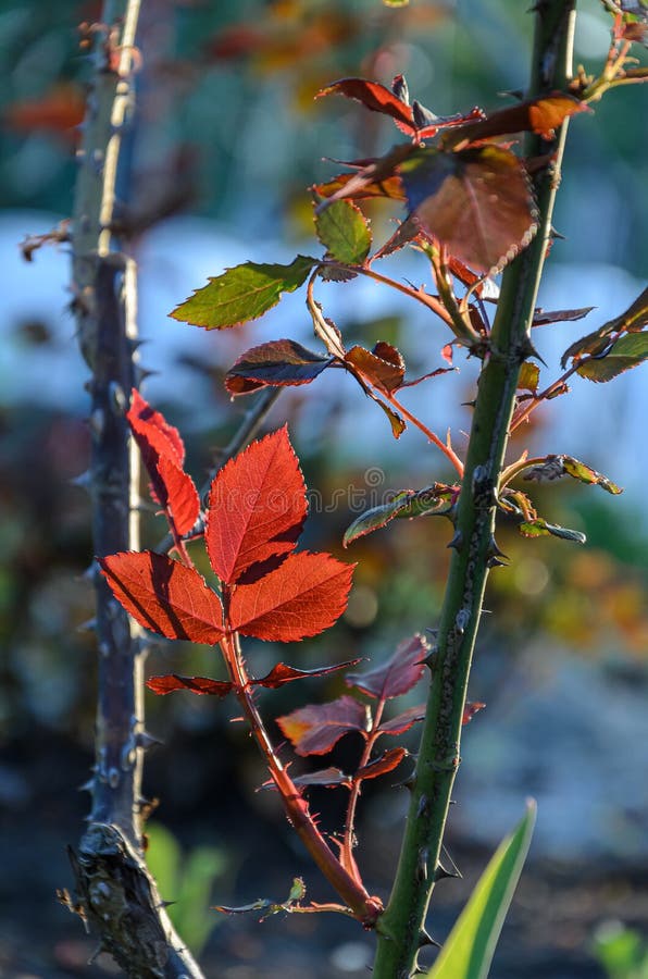 Young Spring Branches of Roses are Dark Red. Stock Image - Image of ...