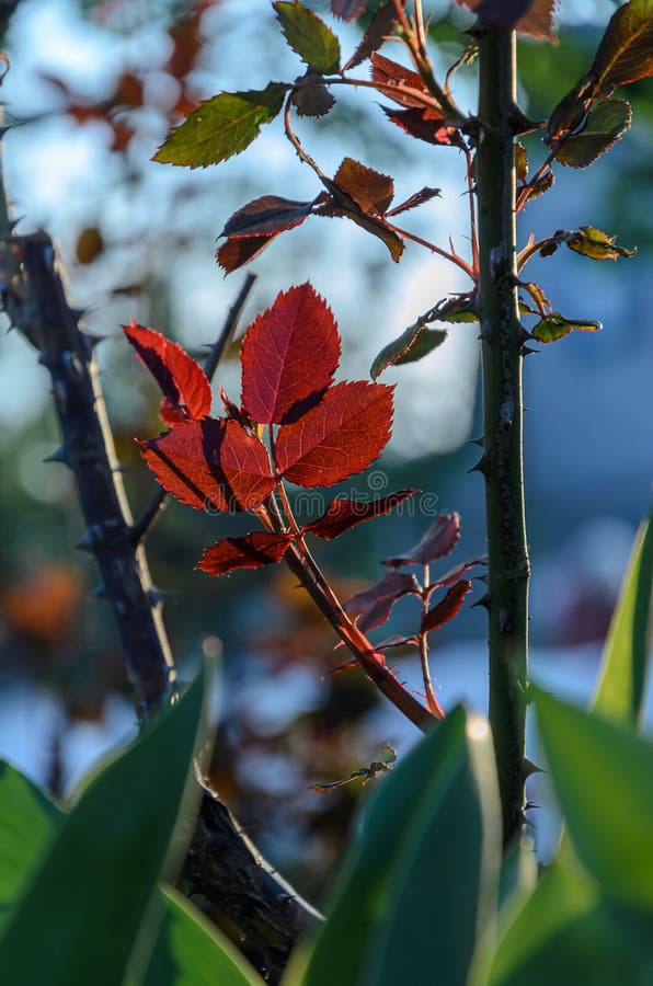 Young Spring Branches of Roses are Dark Red. Stock Photo - Image of ...