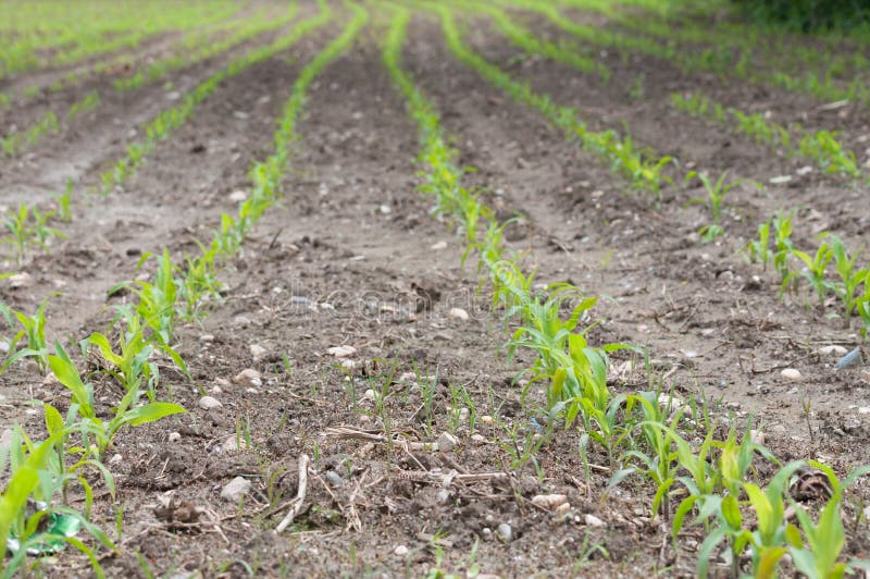A young spring corn field stock image. Image of field - 40891721