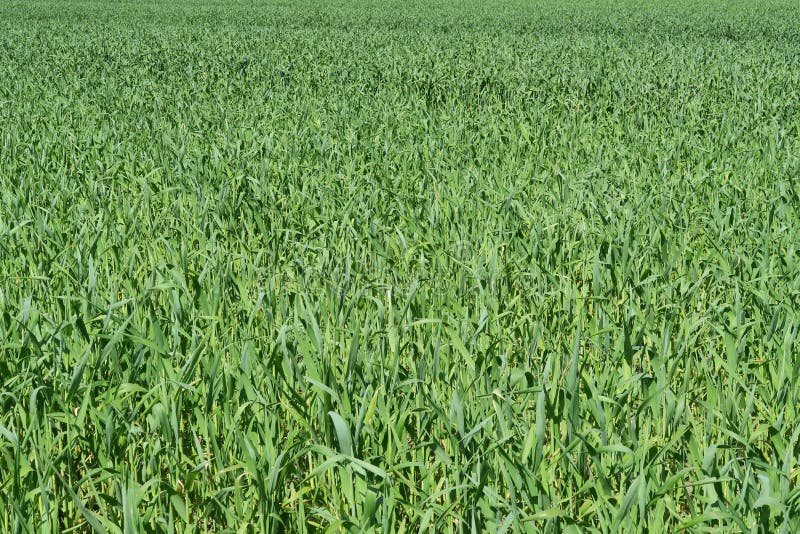 Spring crop planting stock photo. Image of planting, spring - 5274024